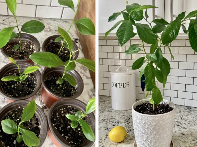 How We Grew Lemon Trees From Seed - Honest & Well